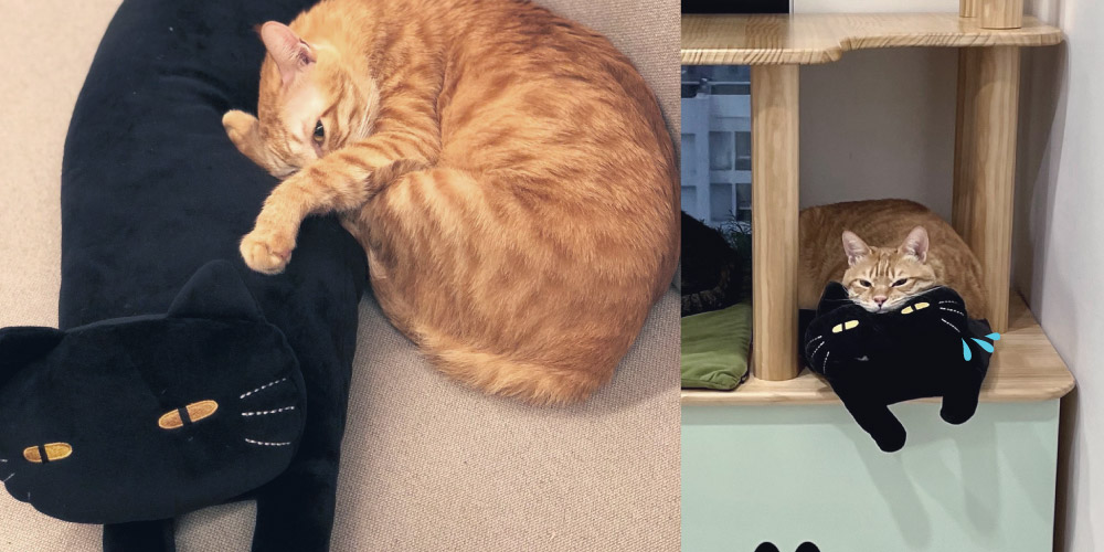 貓之日 愛貓人的貓貓小物大集合｜NITORI 宜得利家居線上購物網