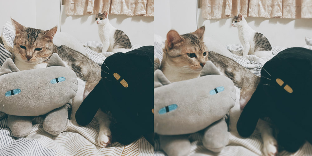 貓之日 愛貓人的貓貓小物大集合｜NITORI 宜得利家居線上購物網